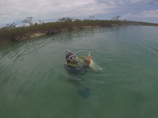 Turtle Rodeo – Susan Hunnicutt