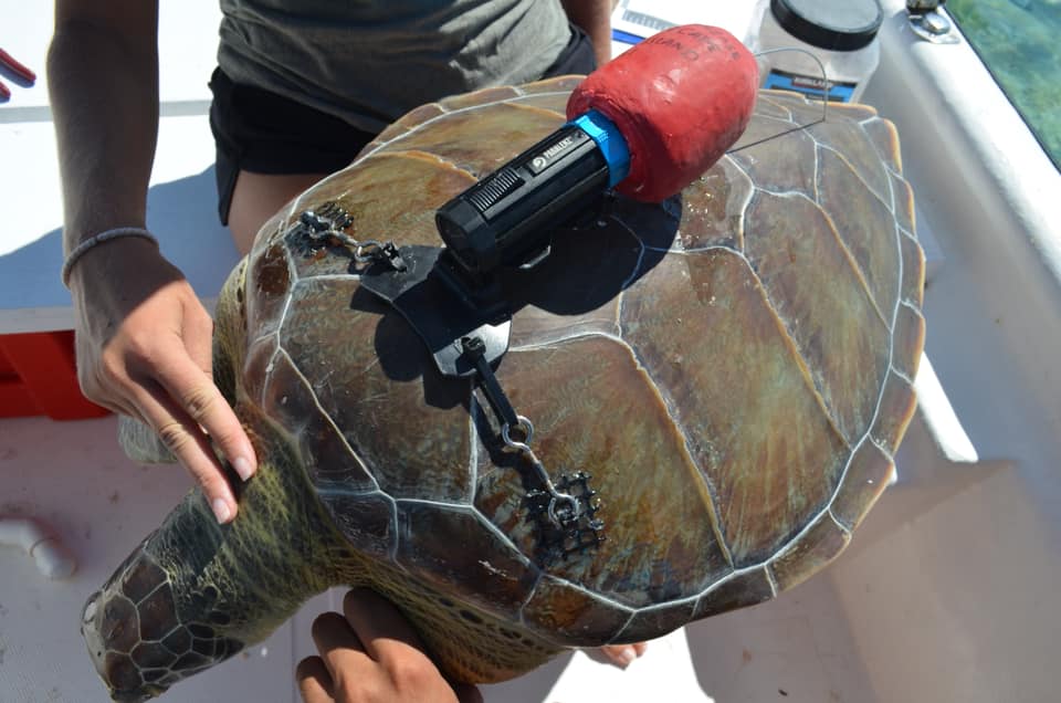 Sea Turtle ‘Dash Cam’ – Susan Hunnicutt