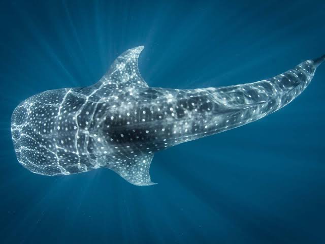Whale Sharks – Susan Hunnicutt