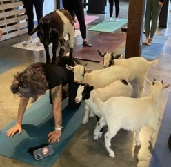 Goat Yoga – Susan Hunnicutt